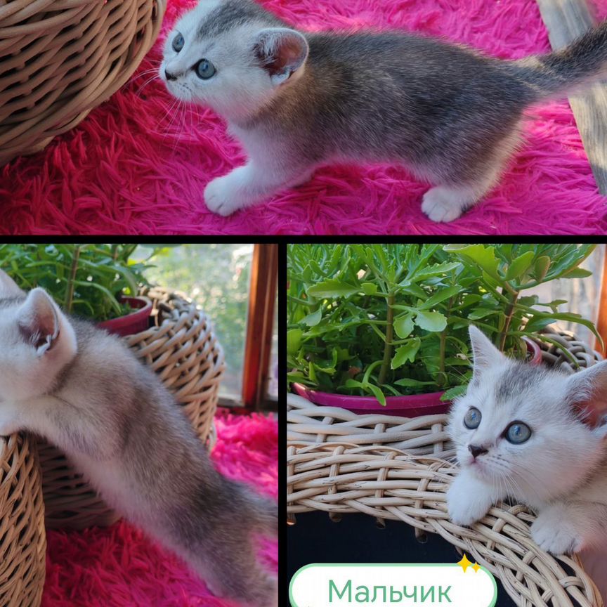 Британский короткошёрстный котёнок
