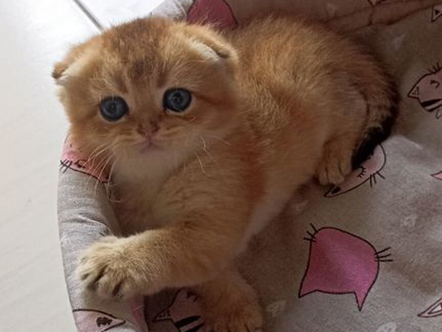 Шотландские золотые шиншиллы котята