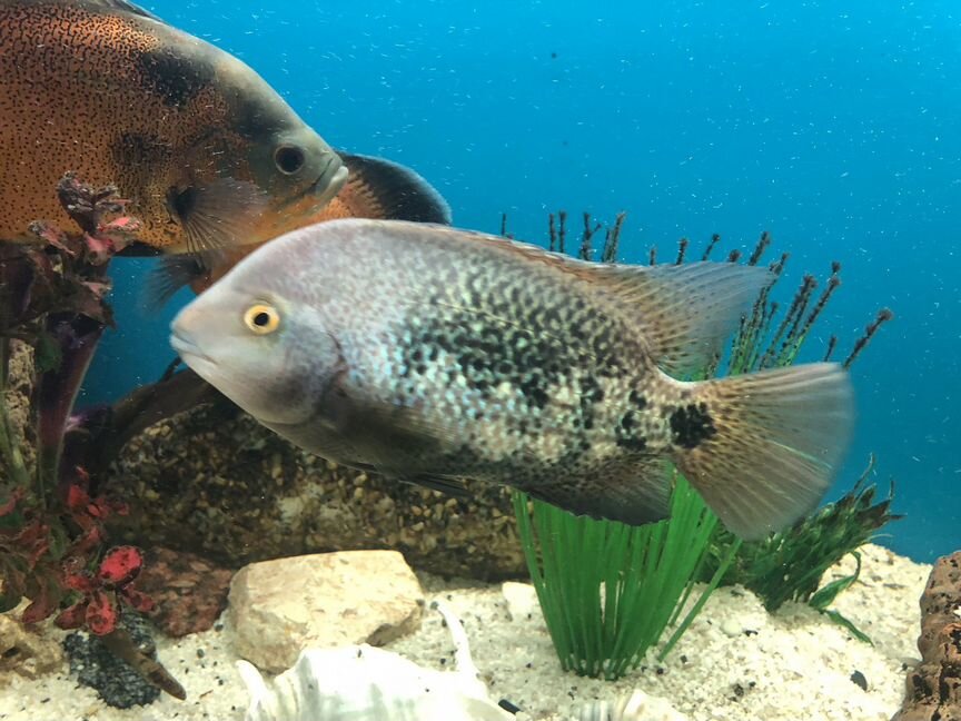 Рыба, вьеха бифасциата или рио азуфрес