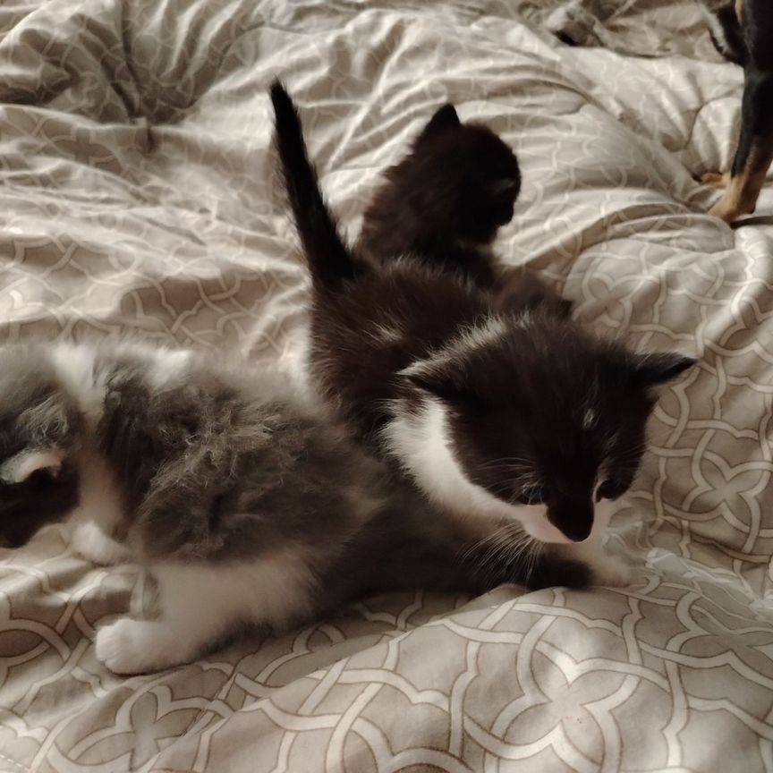 Отдам в добрые руки котят, все мальчики