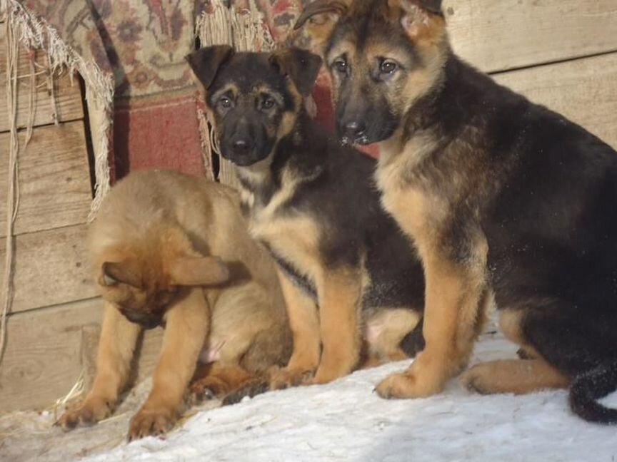 Щенки немецких овчарок без документов