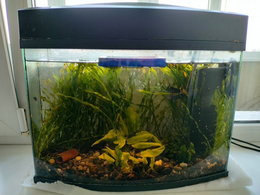 Аквариум 20 литров б/у с растениями и грунтом