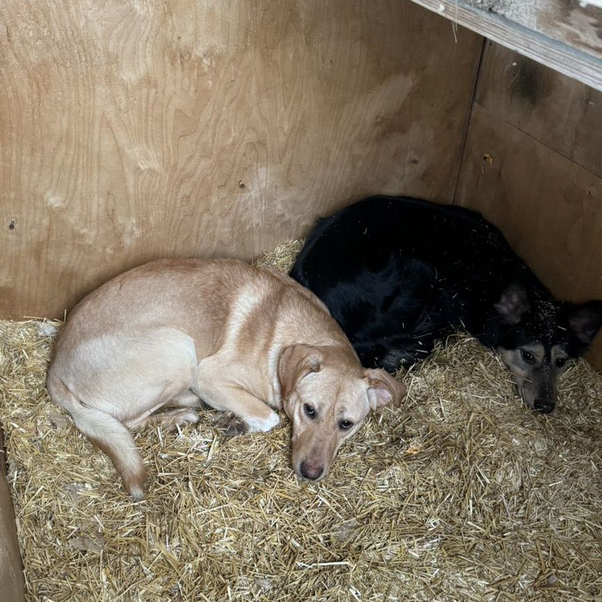 Помощь приюту