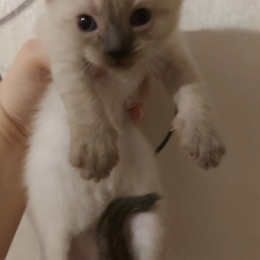 Невская маскарадная