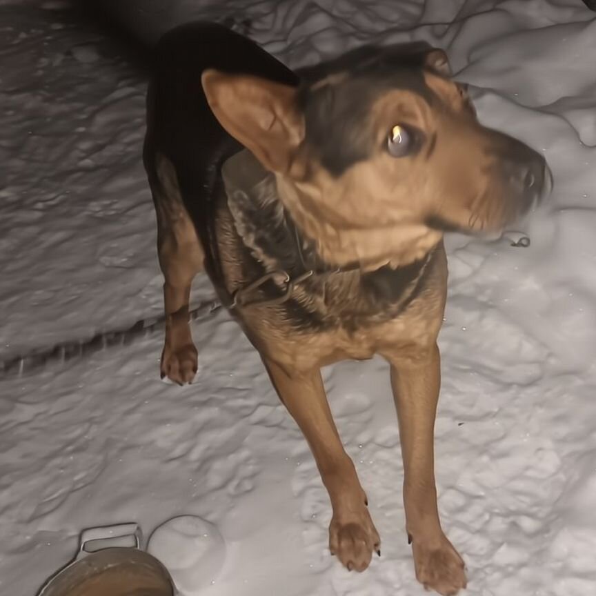 Взрослый пёс в добрые руки