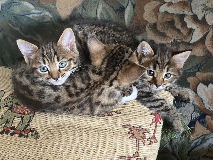 Бенгальские котята