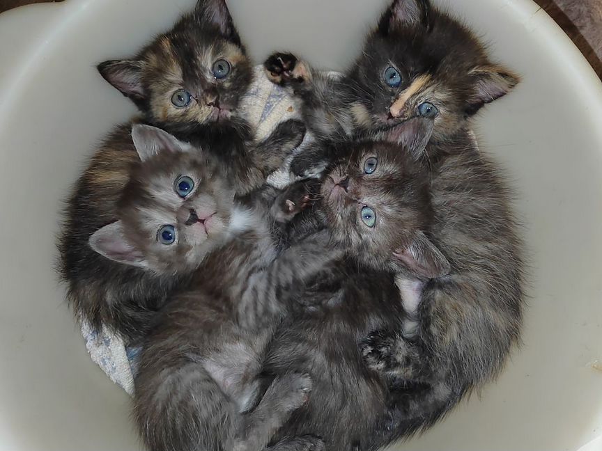 Котята в добрые руки