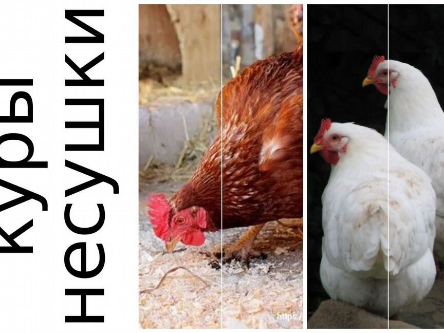 Куры несушки оптом- розница