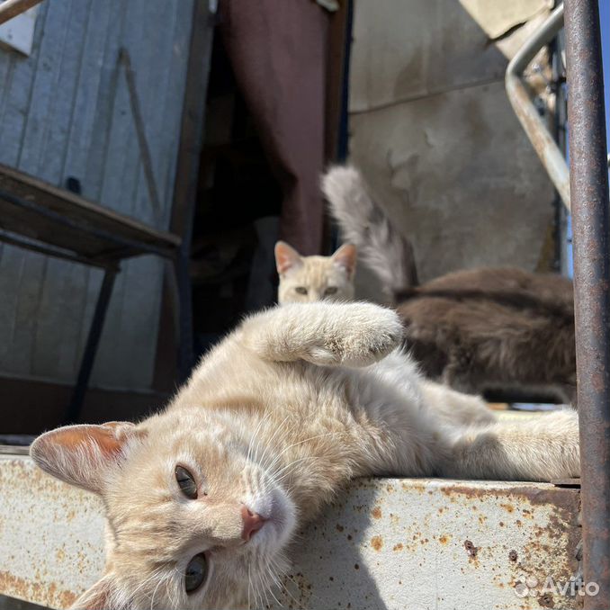 Котята рыжие бесплатно