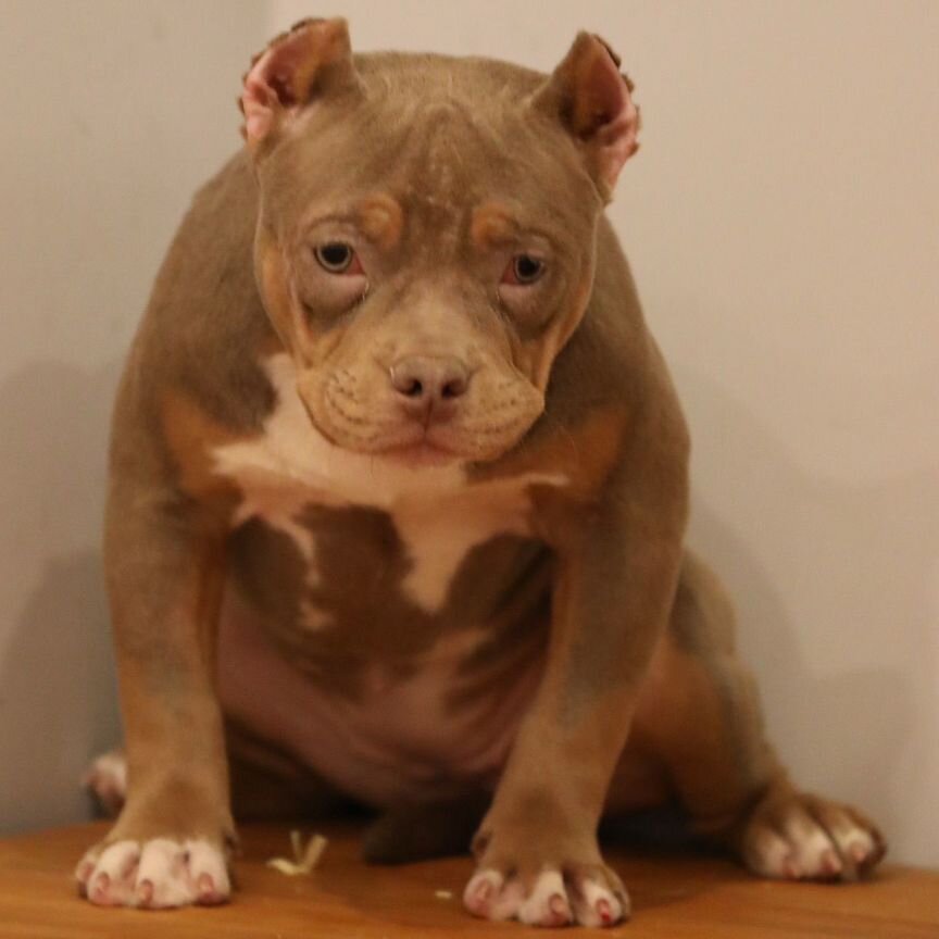 Американский булли, щенок