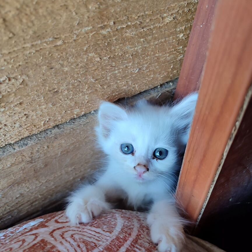 Котята ищут дом