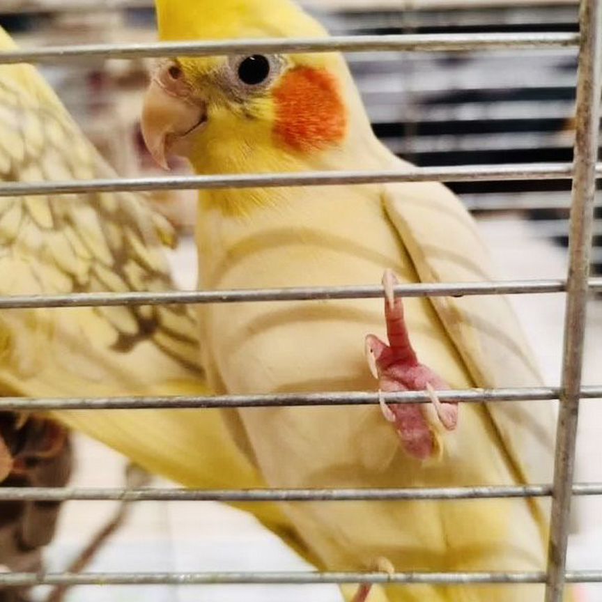 Топ Лучшие Попугаи Корелла В Ваш Дом Сем Какаду