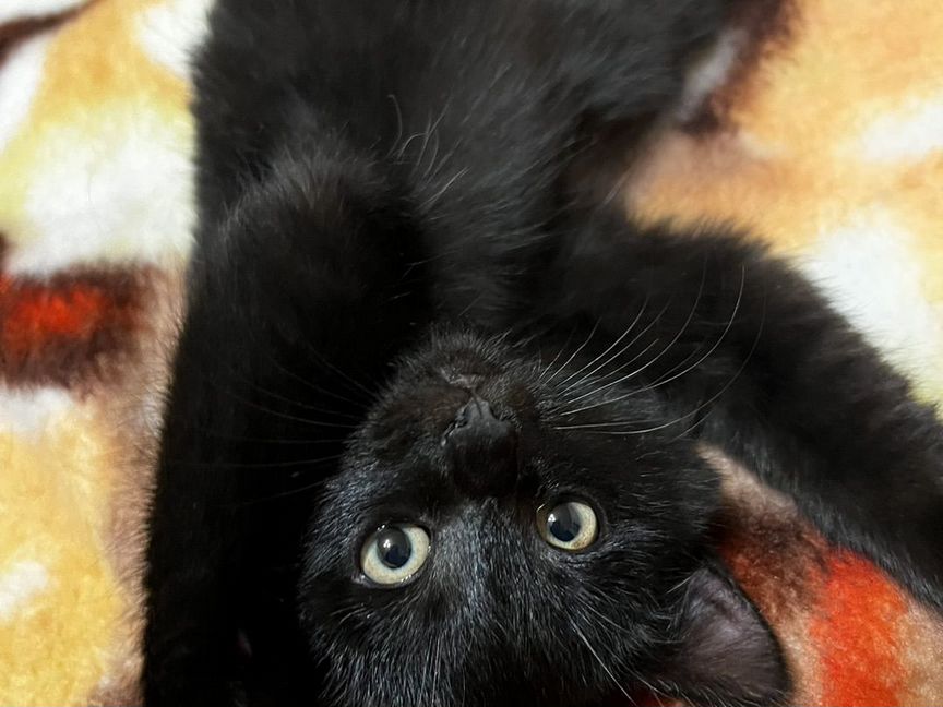 Котенок бесплатно