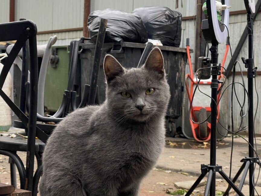 Котик Филип 3 месяца