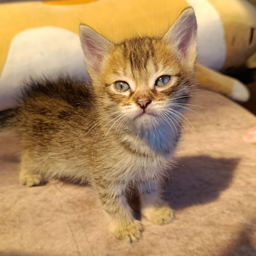 Кошки в добрые руки