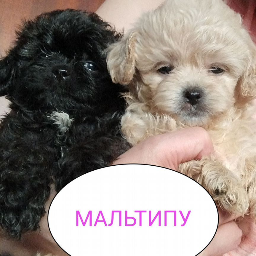 Мальтипу крошки