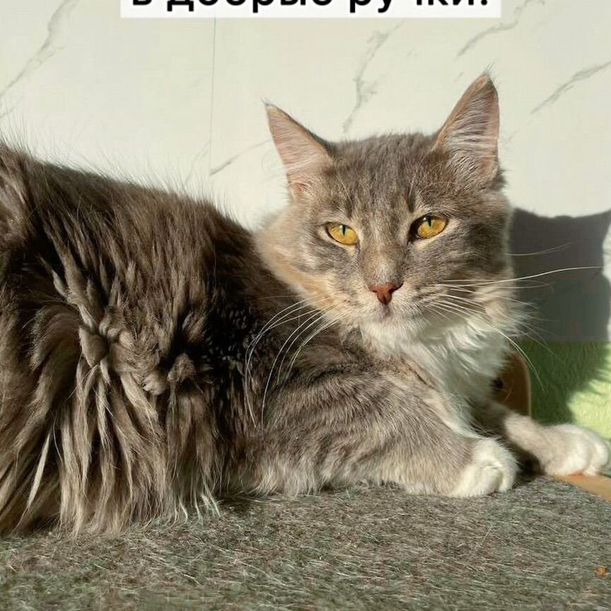 Котёнок в добрые руки