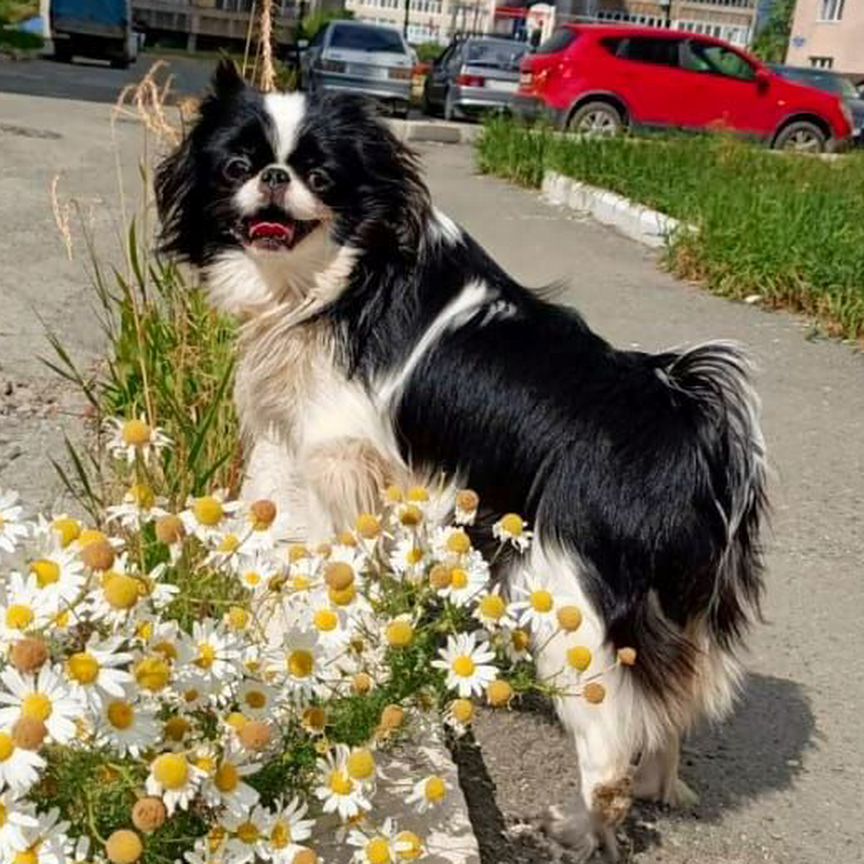 Японский хин