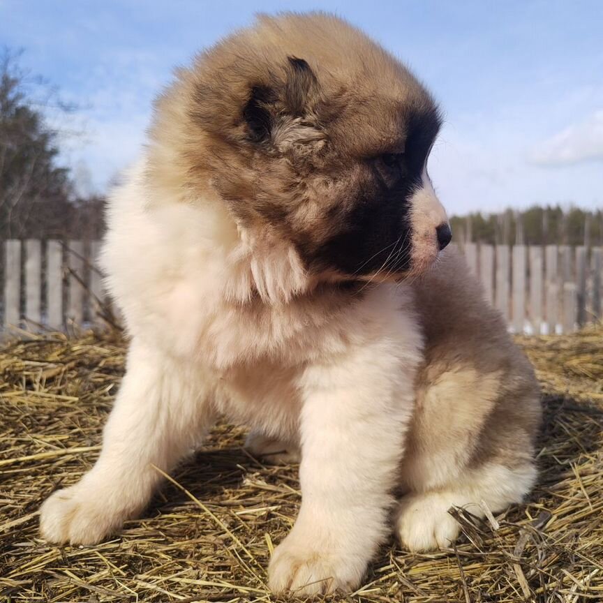 Среднеазиатская овчарка, щенок
