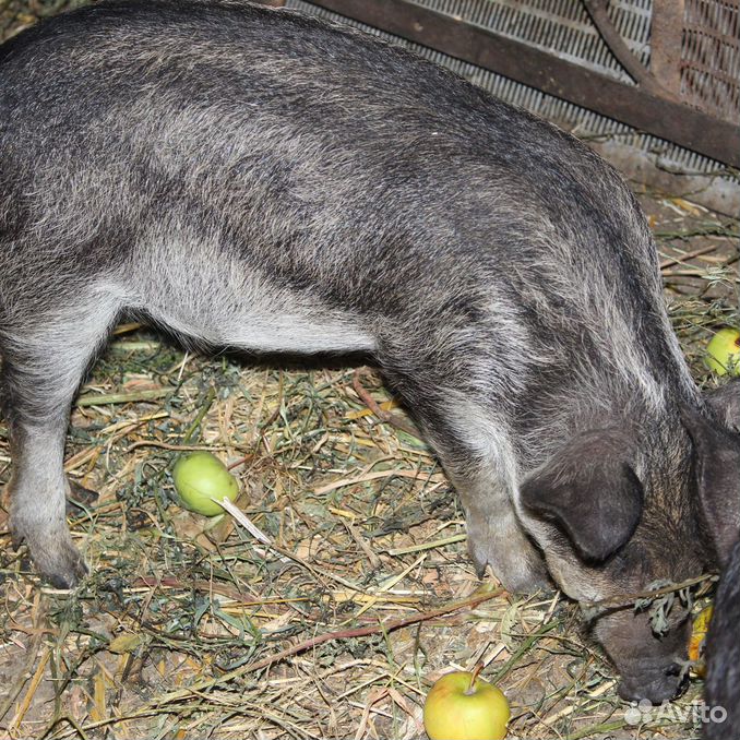 Поросята венгерской мангалицы