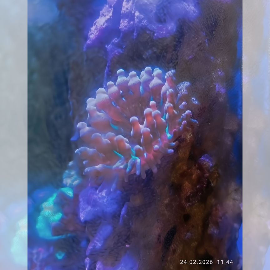 Актиния квадриколор