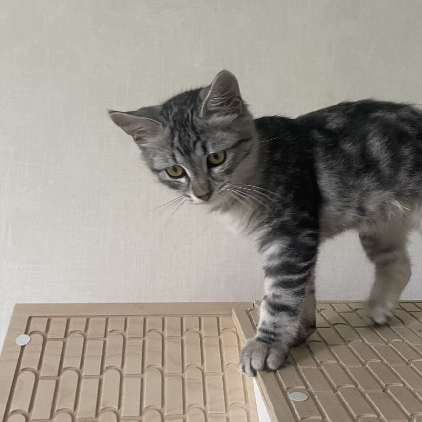Котенок мальчик 4 месяца