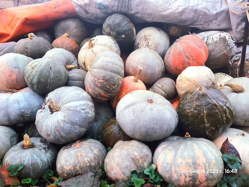 Тыква кормовая