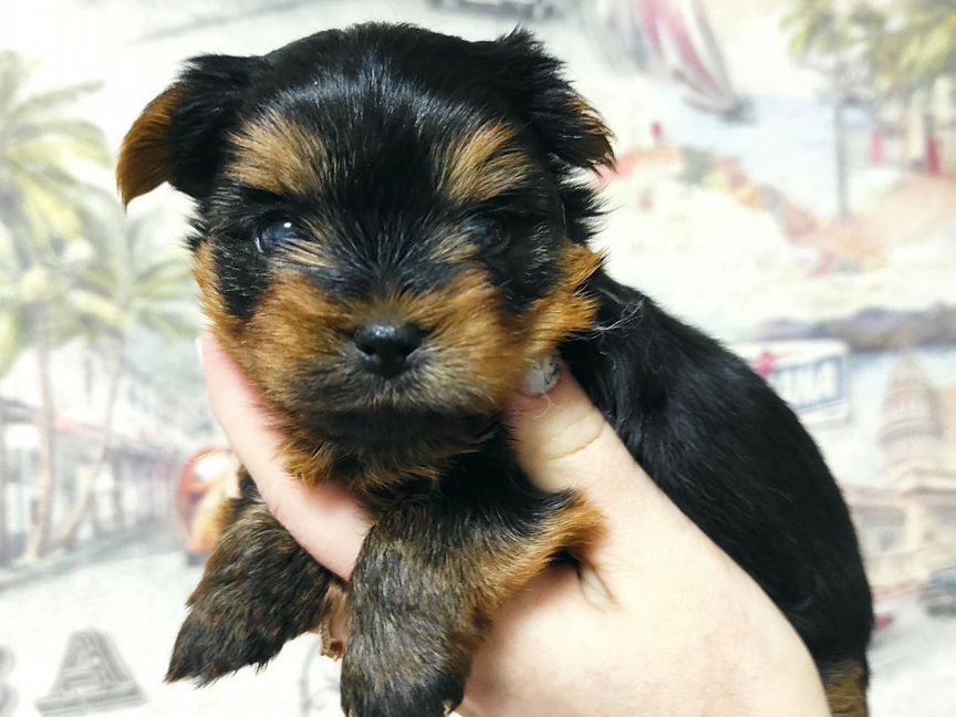 Йоркширский терьер