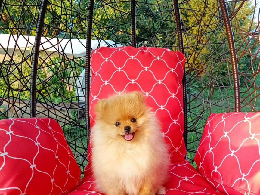 Золотая шпице красотка