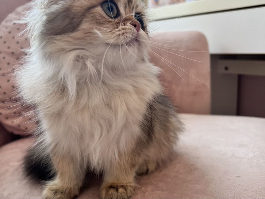 Британские котята золотая шиншилла