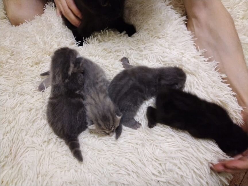 Шатланские вислоухие котята
