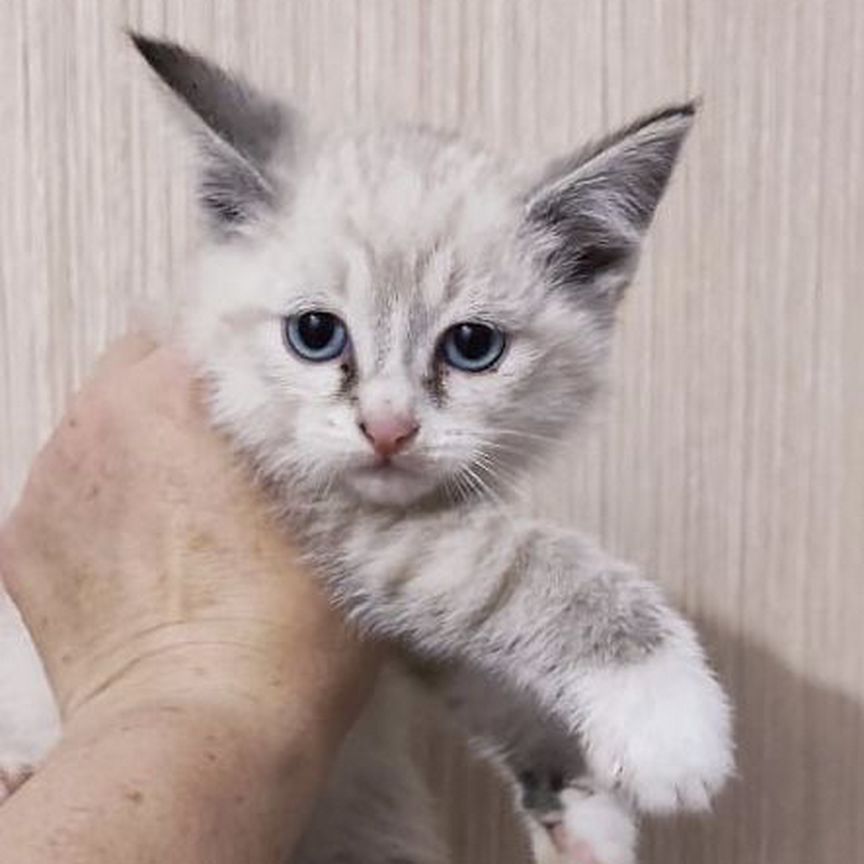 Малыффф котенок (мальчик) 1,5 мес
