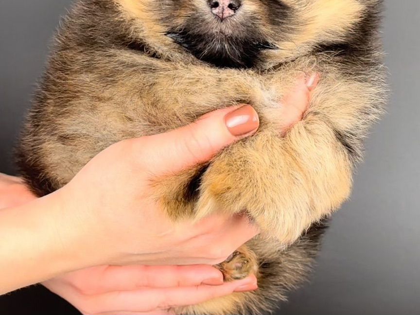 Померанский шпиц