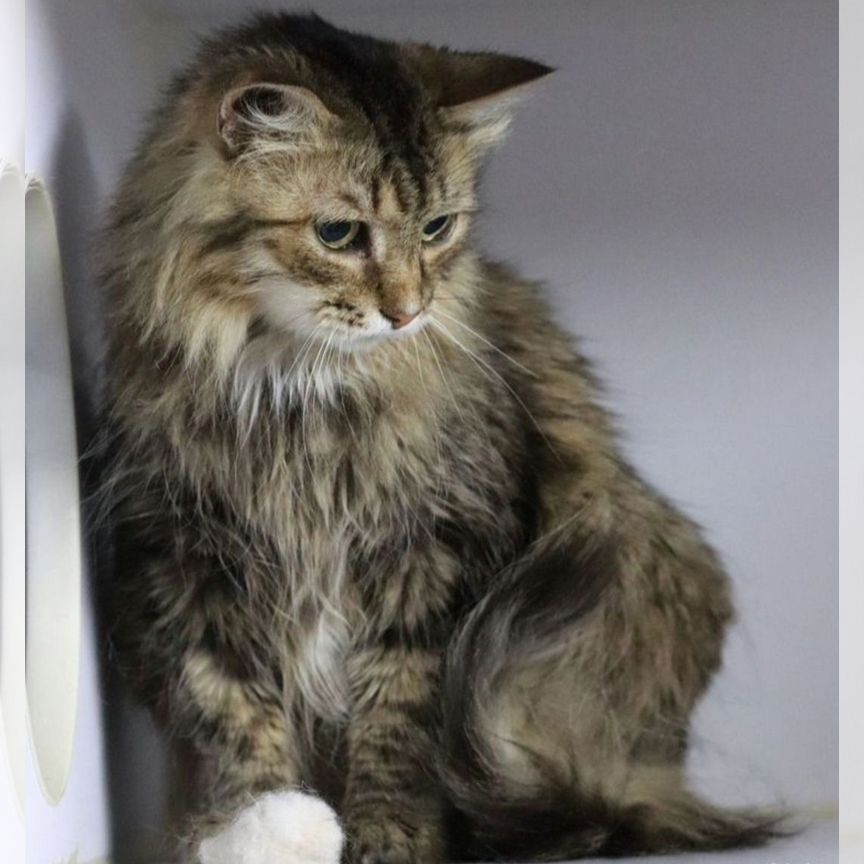 Взрослая, кошка в добрые руки