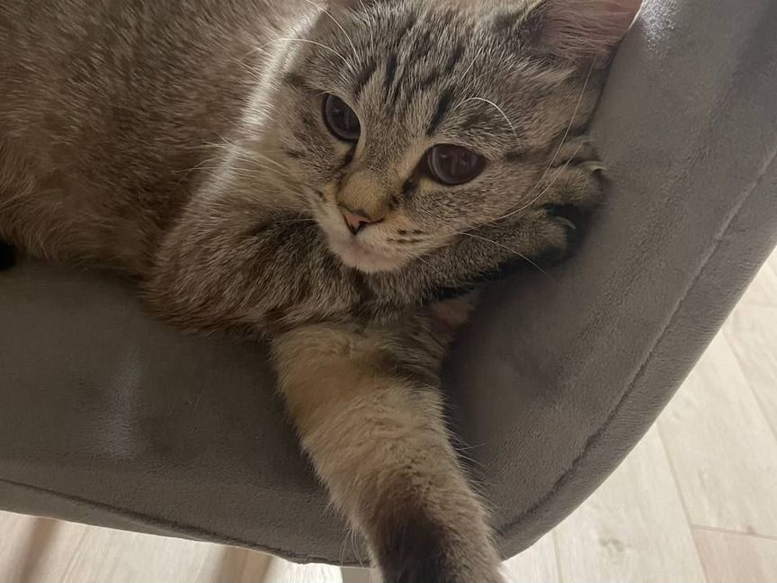 Шотландская кошка требует вязки