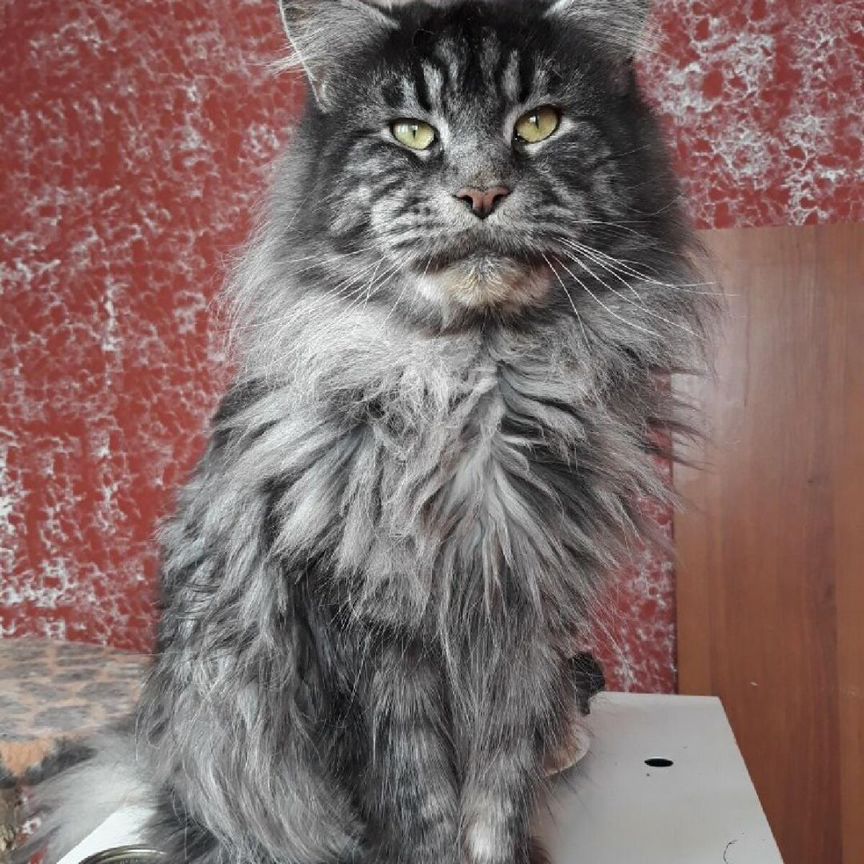 Котята мейн-кун