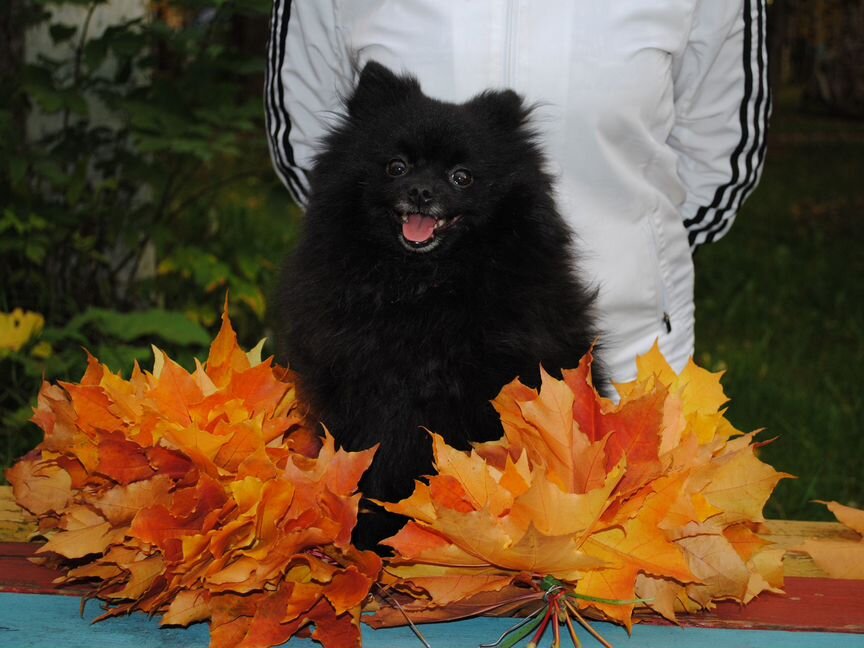 Цыганочка помераночка