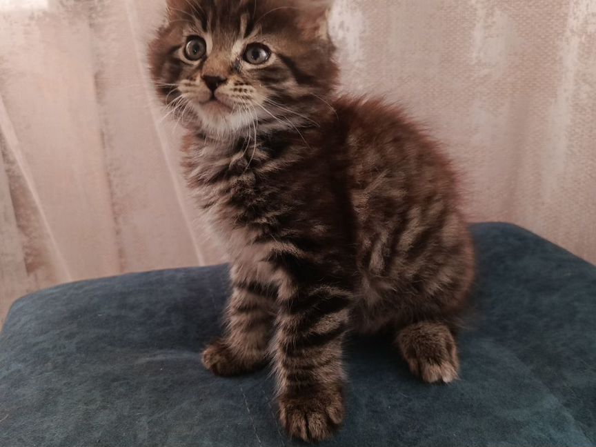 Котята мейкуны продажа