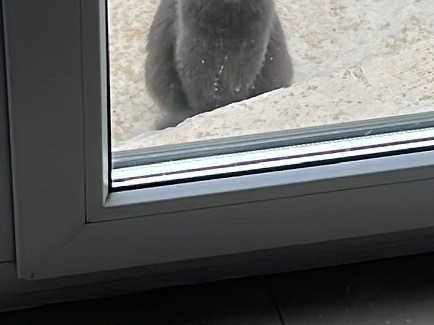 Кошка