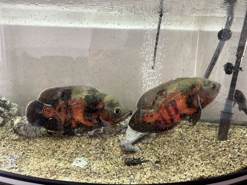 Астронотусы