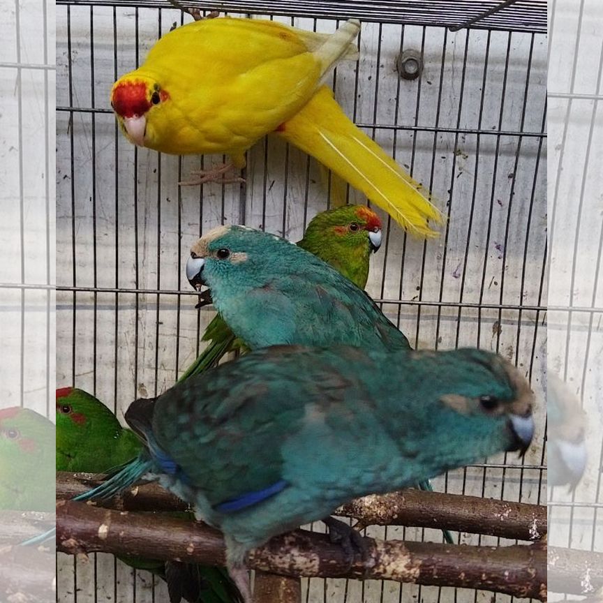 Попугайчики Какарики Молодежь