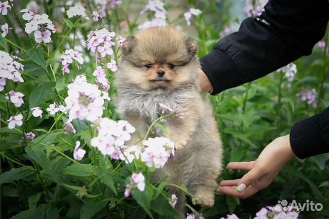 Мальчик померанского шпица