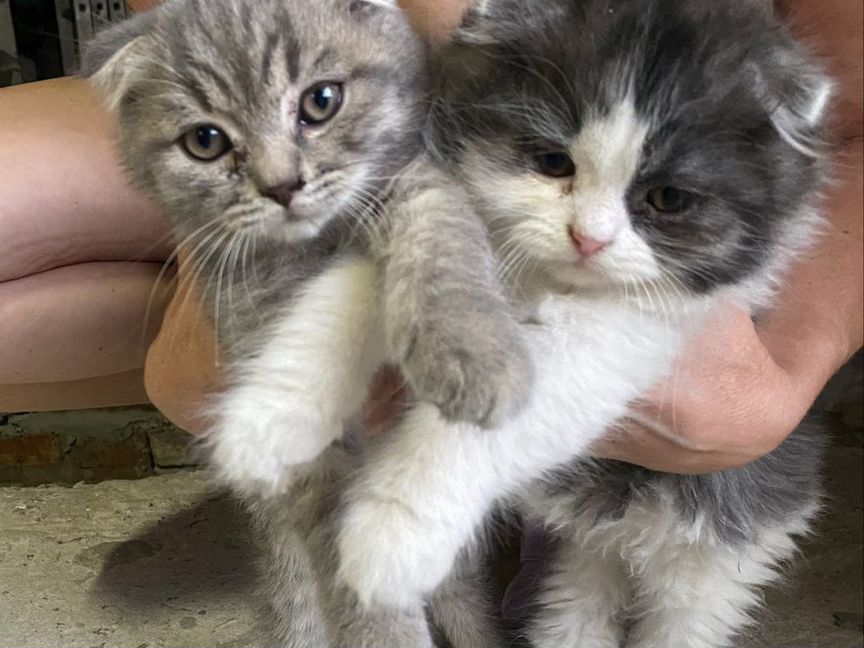 Шотландская вислоухая