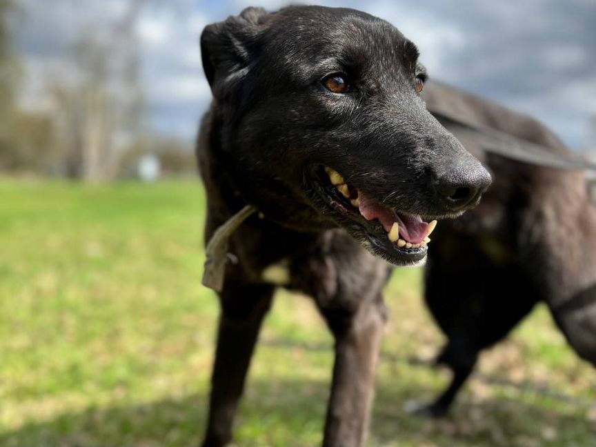 Монро- черная, робкая собака из приюта