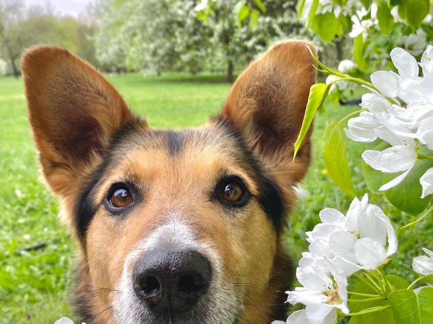 Маленькая собака в добрые руки