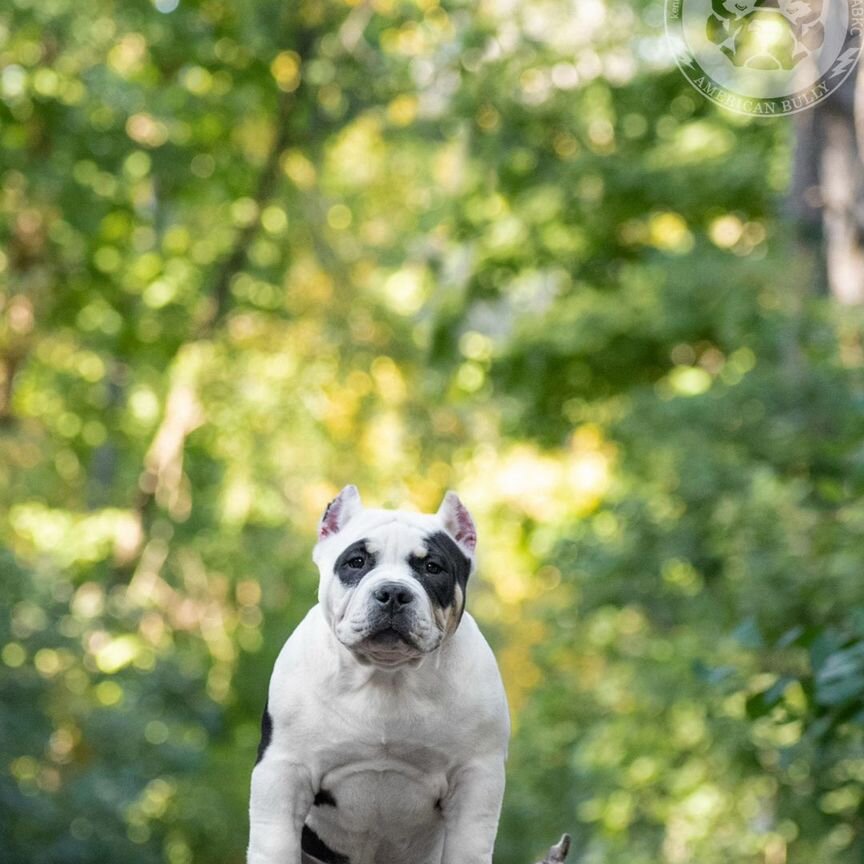 Щенок Американский булли