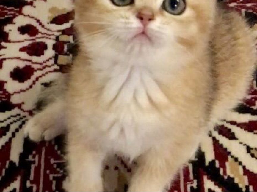 Шотландские золотые котятки
