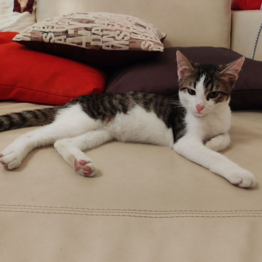 Котенок-мальчик,домашний в добрые руки