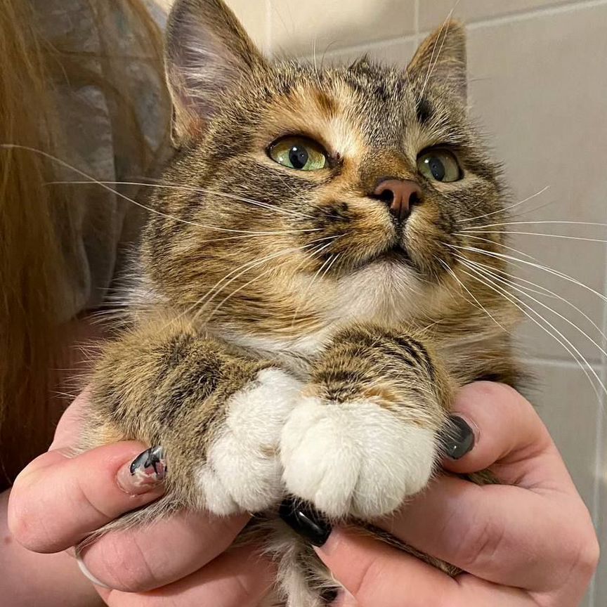 Котёнок в добрые руки