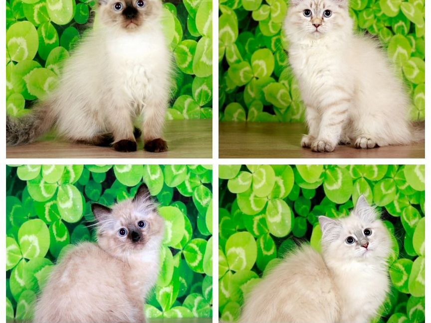 Невские маскарадные котята